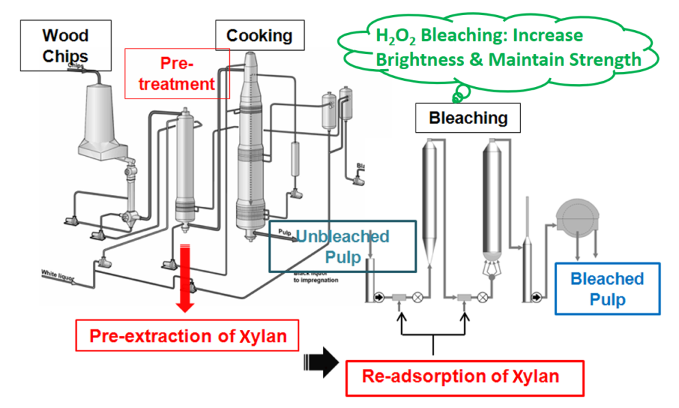 H2O2 bleaching of brown pulp with adsorbed xylan and its modifying ...