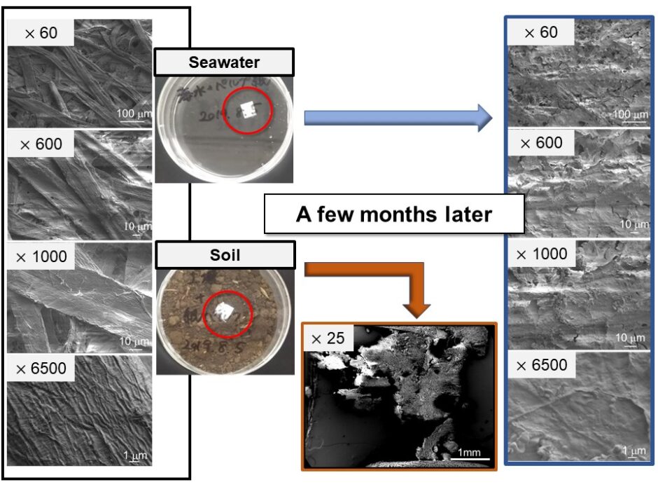 Morphology and color change of pulp fiber sheet in seawater and soil ...