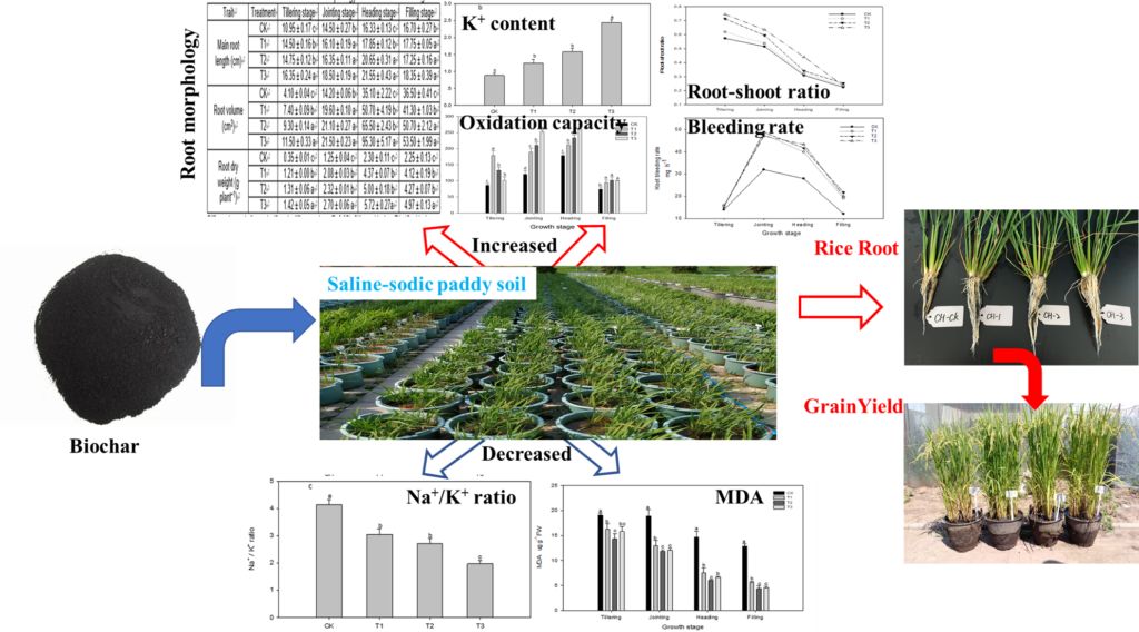 Biochar increases rice yield by improving root morphological and root ...
