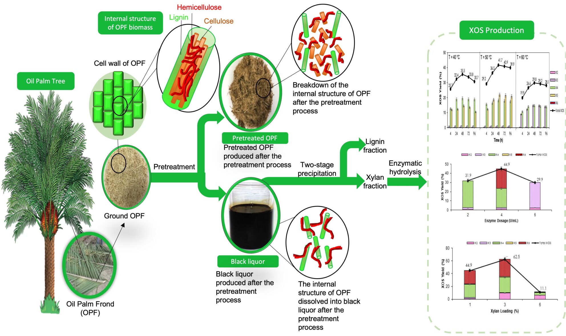 Green production of prebiotic xylooligosaccharides via enzymatic ...