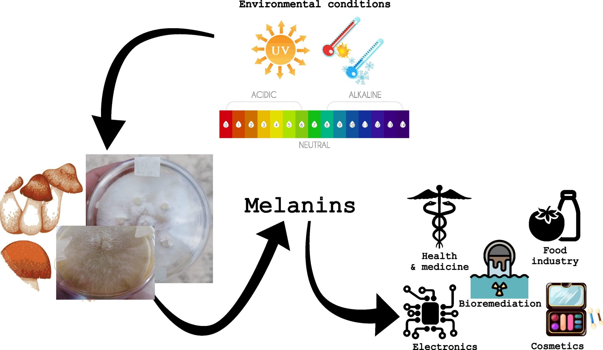 Fungal melanins and their potential applications: A Review :: BioResources